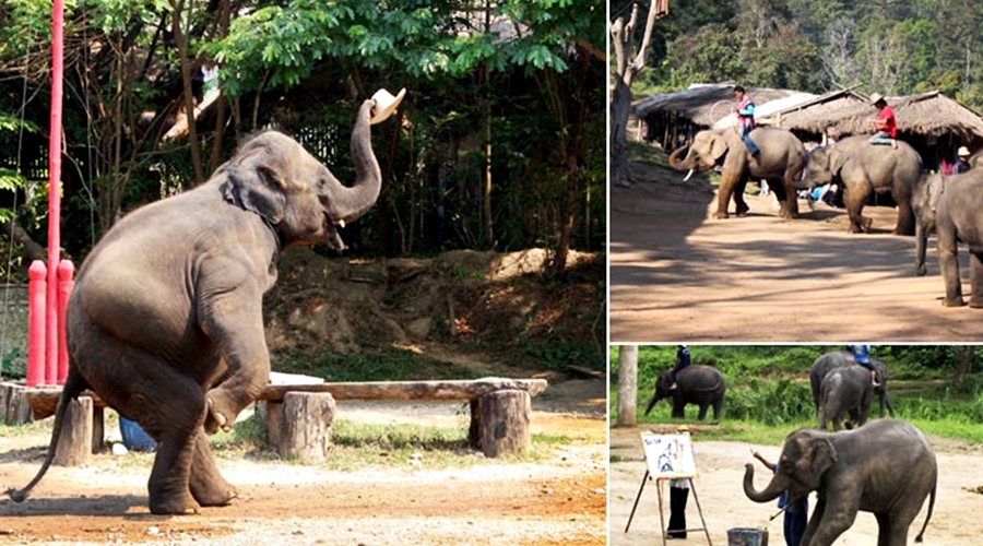 Safari Tour A (Tour Length 2 Hours 30 minutes) - Mimi on tour